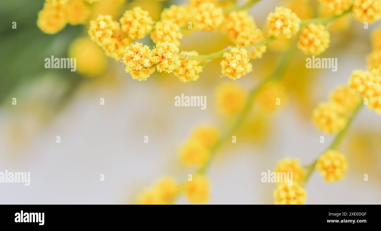 Sprigs of mimosa on a white background. Spring concept Stock Photo - Alamy