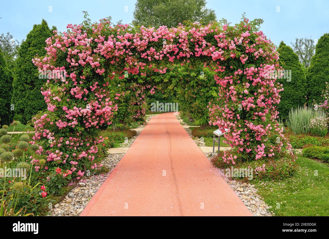 pink path leading through a plant arch with pink flourishing roses at ...