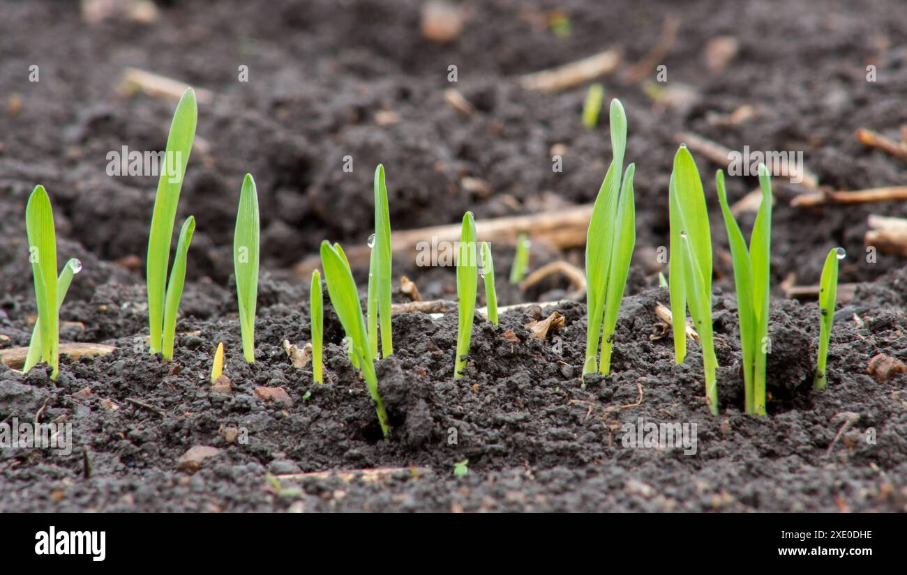 Sprouted wheat closeup hi-res stock photography and images - Alamy