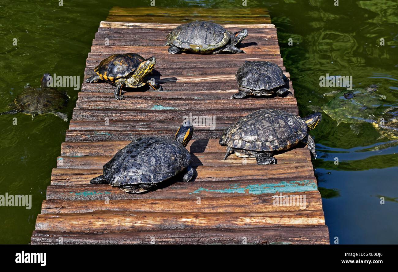 D'Orbigny's slider, water turtle (Trachemys dorbigni brasiliensis Stock ...