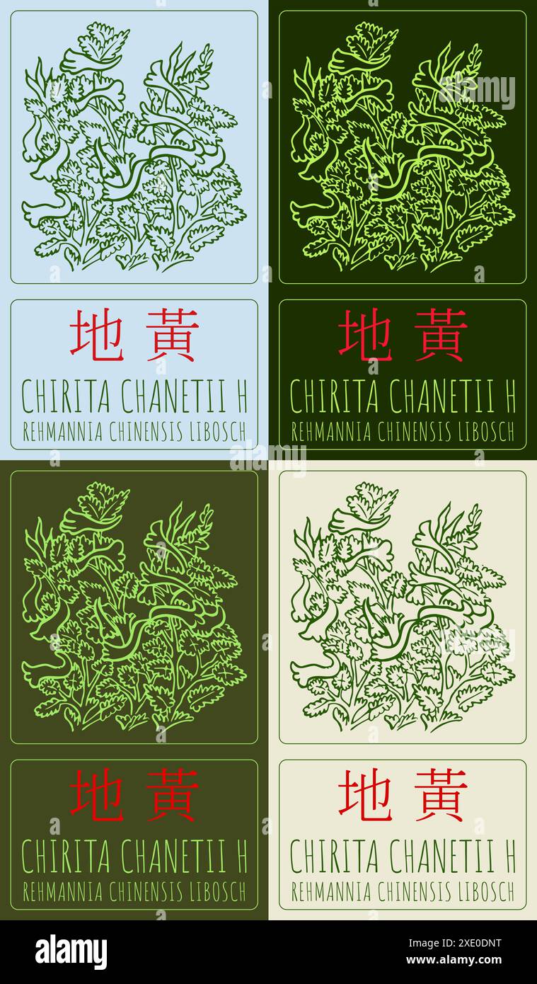 Schisandra chinensis Stock Vector Images - Alamy