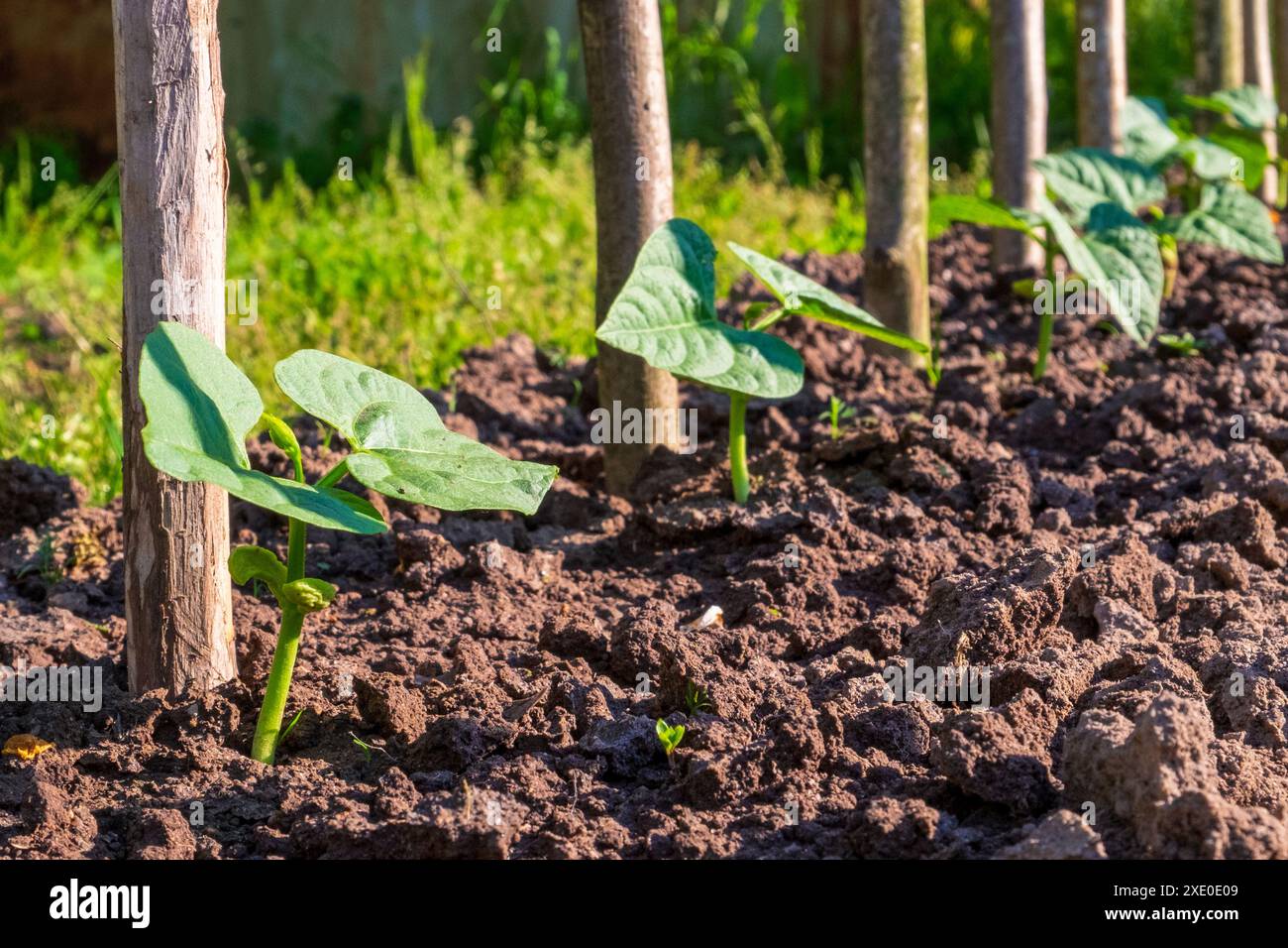 Young bean plants in a row in the vegetable garden bed Stock Photo - Alamy