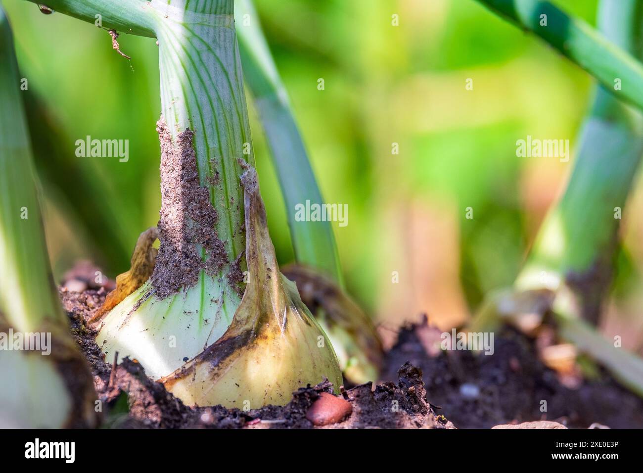 Onions grow in the field. Bulbs are visible from the ground Stock Photo ...
