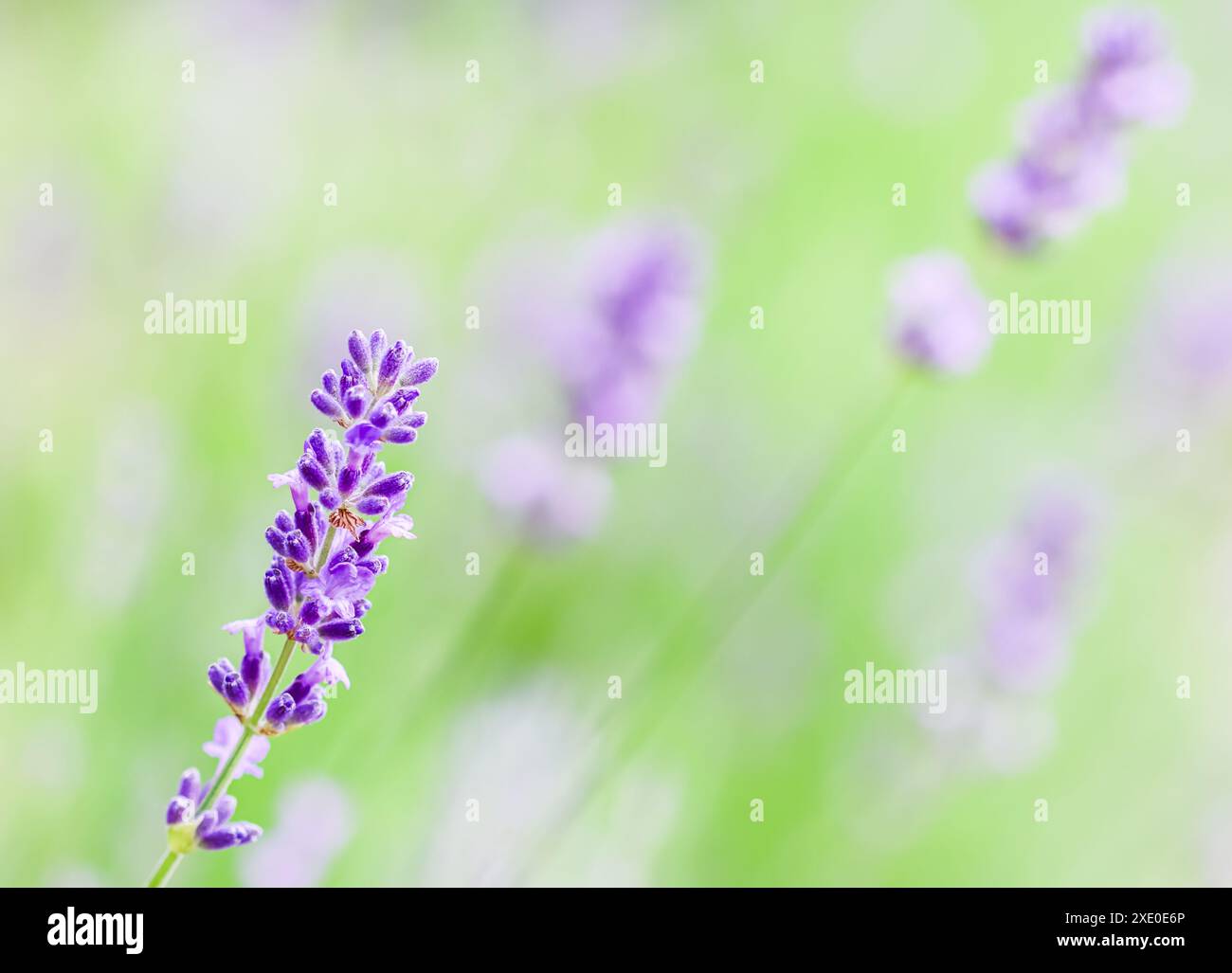 Soft focus on lavender buds in the summer garden Stock Photo - Alamy