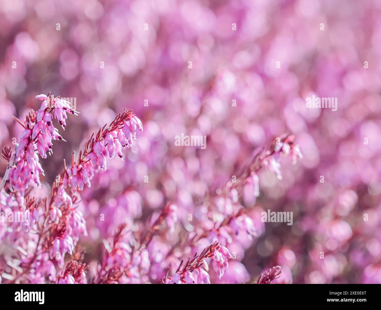 Pink Erica carnea flowers in the garden in early spring Stock Photo - Alamy