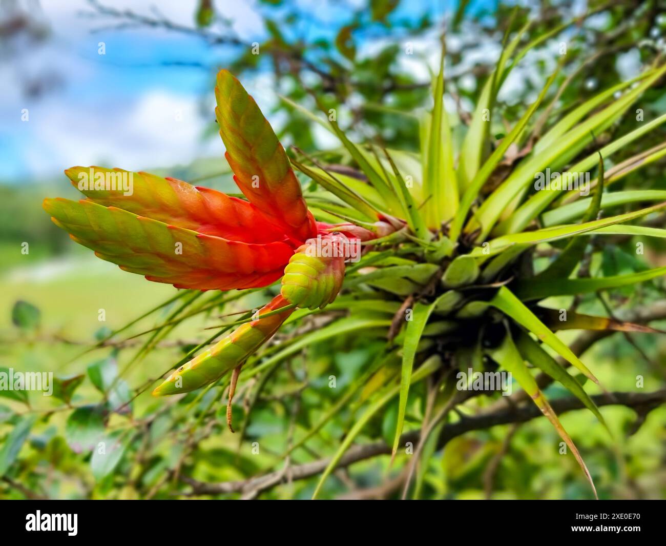Panama, Tillandsia, Giant Airplant in flower Stock Photo - Alamy