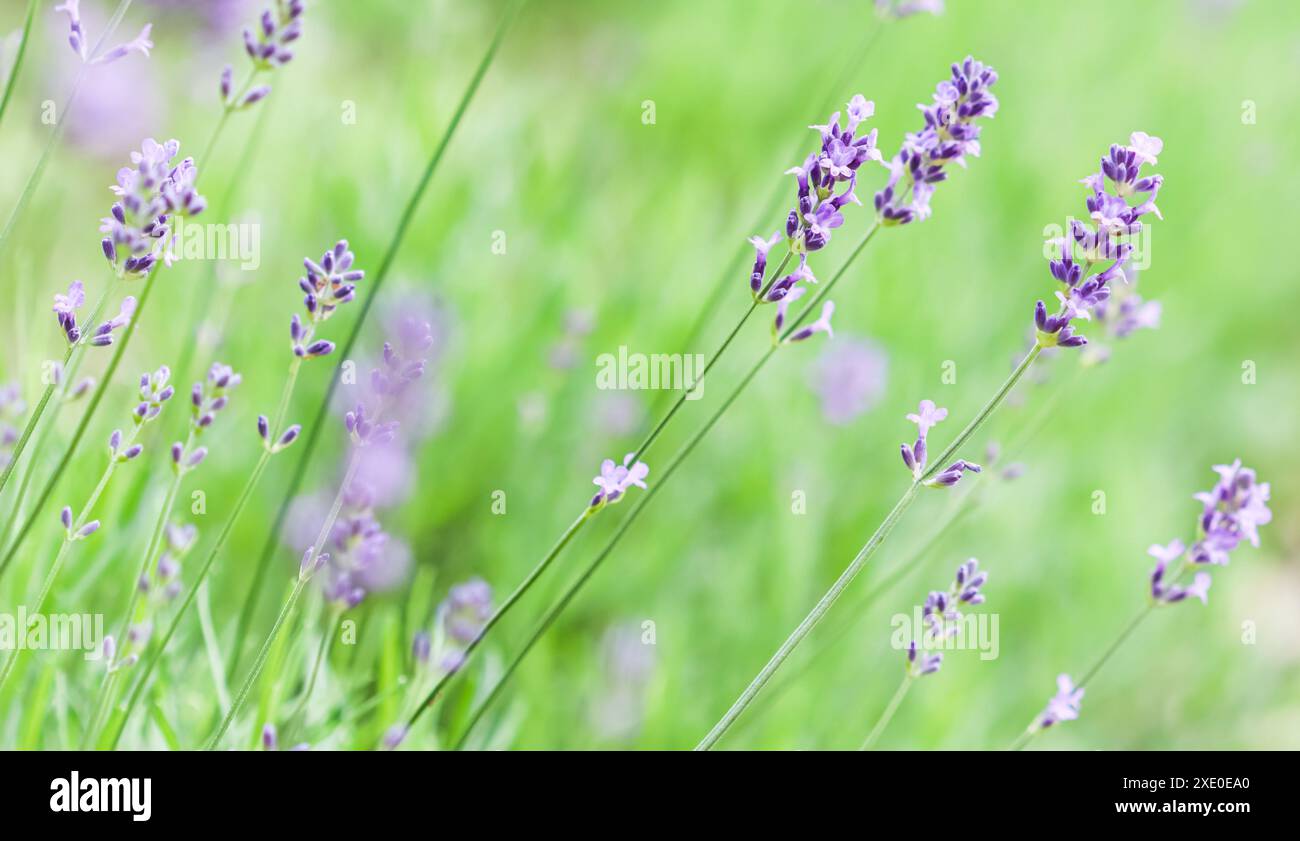 Soft focus on lavender buds in the summer garden Stock Photo - Alamy