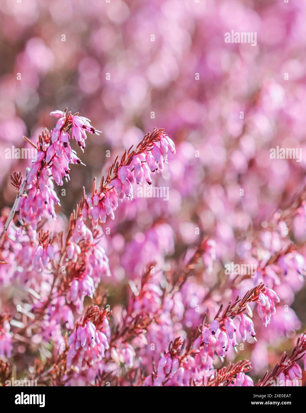 Pink Erica carnea flowers in the garden in early spring Stock Photo - Alamy