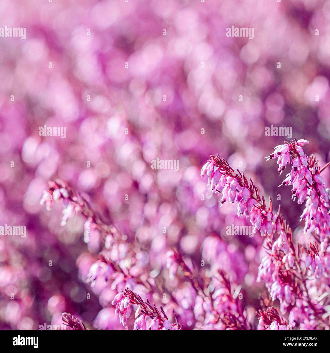 Pink Erica carnea flowers in the garden in early spring Stock Photo - Alamy