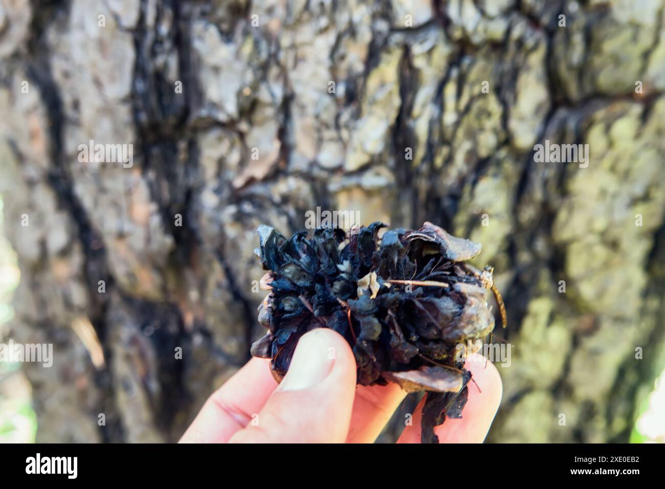 Wildfire damaged forests hi-res stock photography and images - Alamy