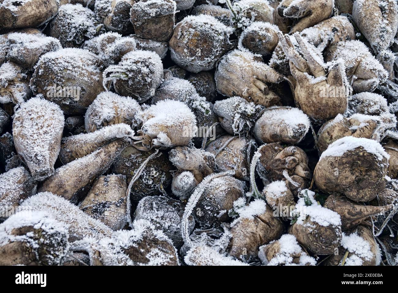 Farmer harvesting sugar beets hi-res stock photography and images - Alamy