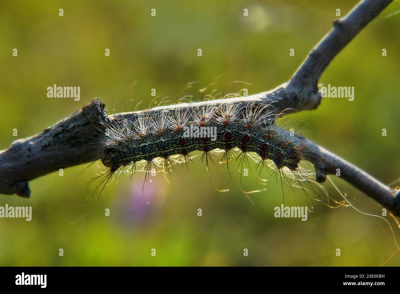 Gypsy moth larvae hi-res stock photography and images - Alamy