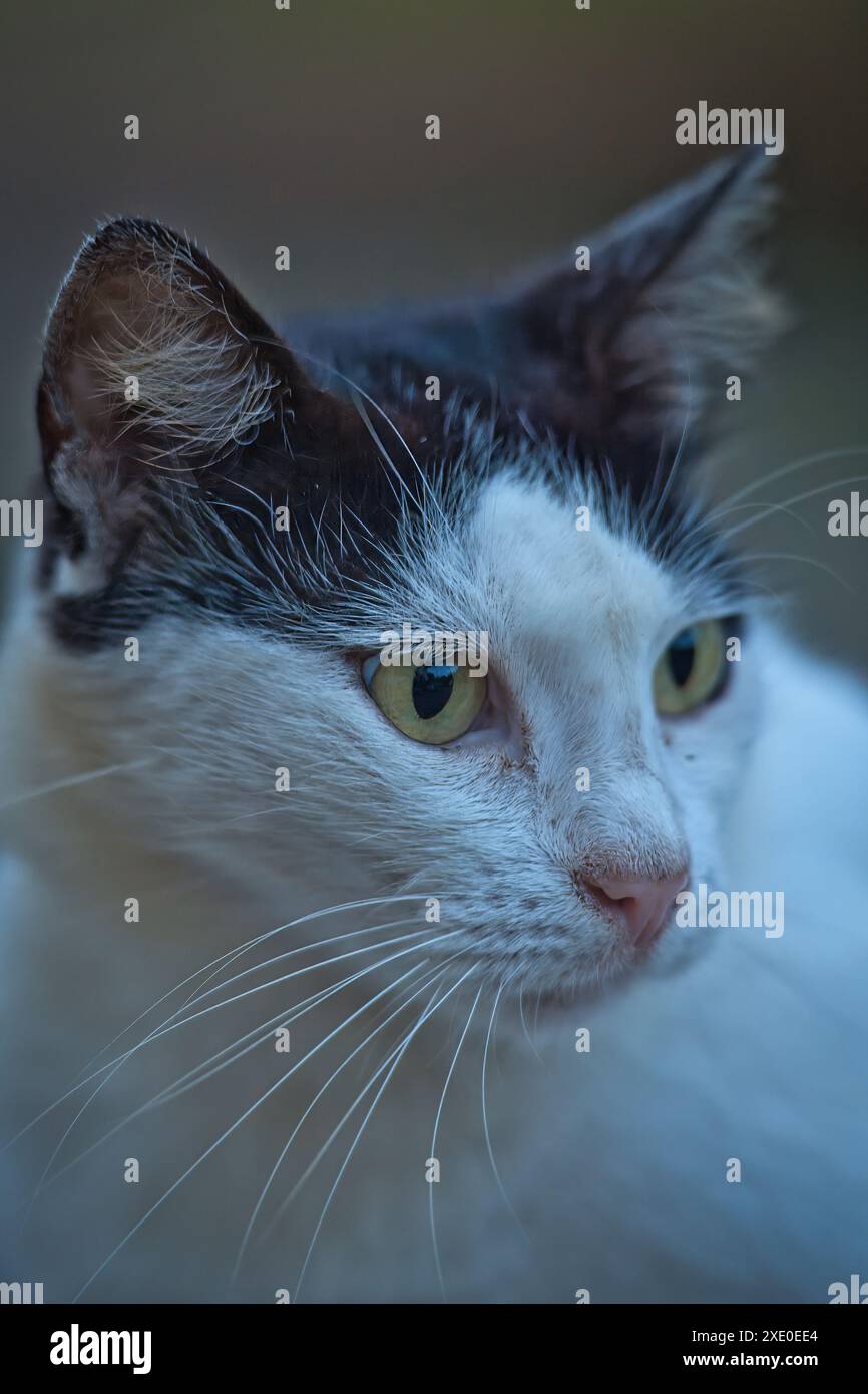 White cat face hi-res stock photography and images - Alamy