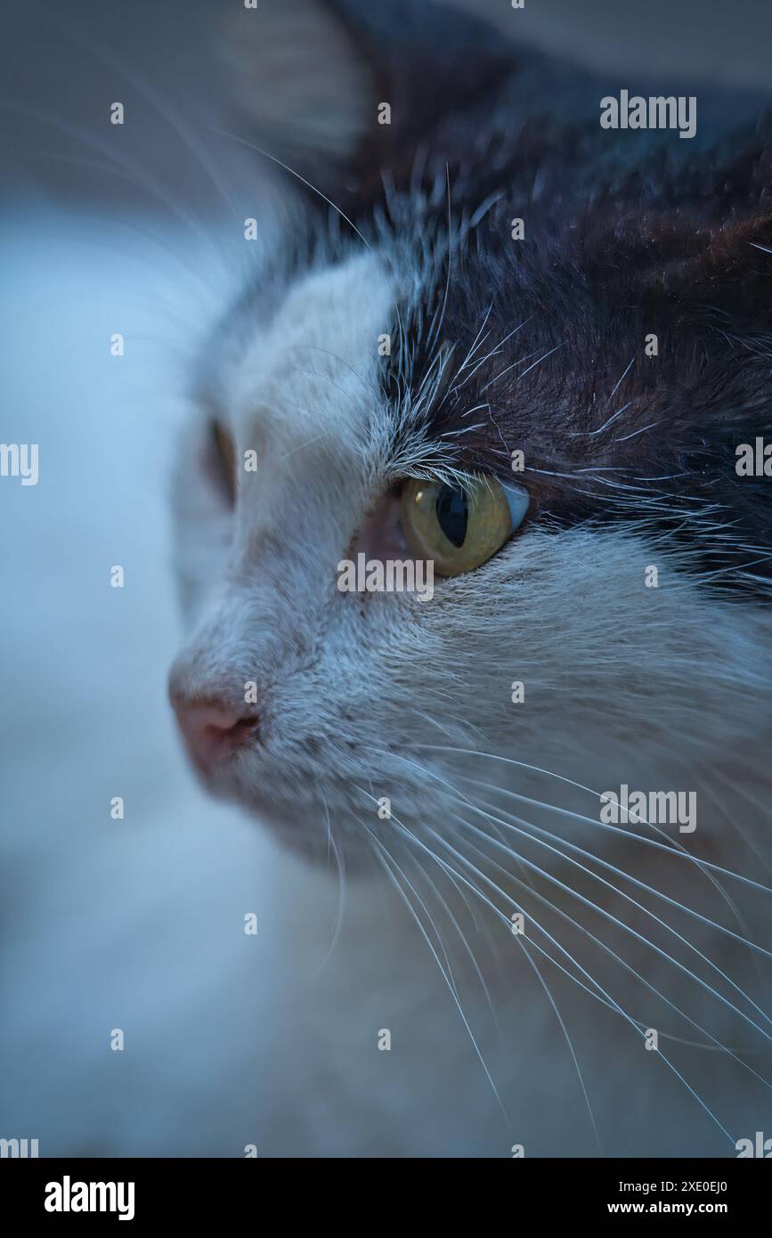 Cat face closeup hi-res stock photography and images - Alamy