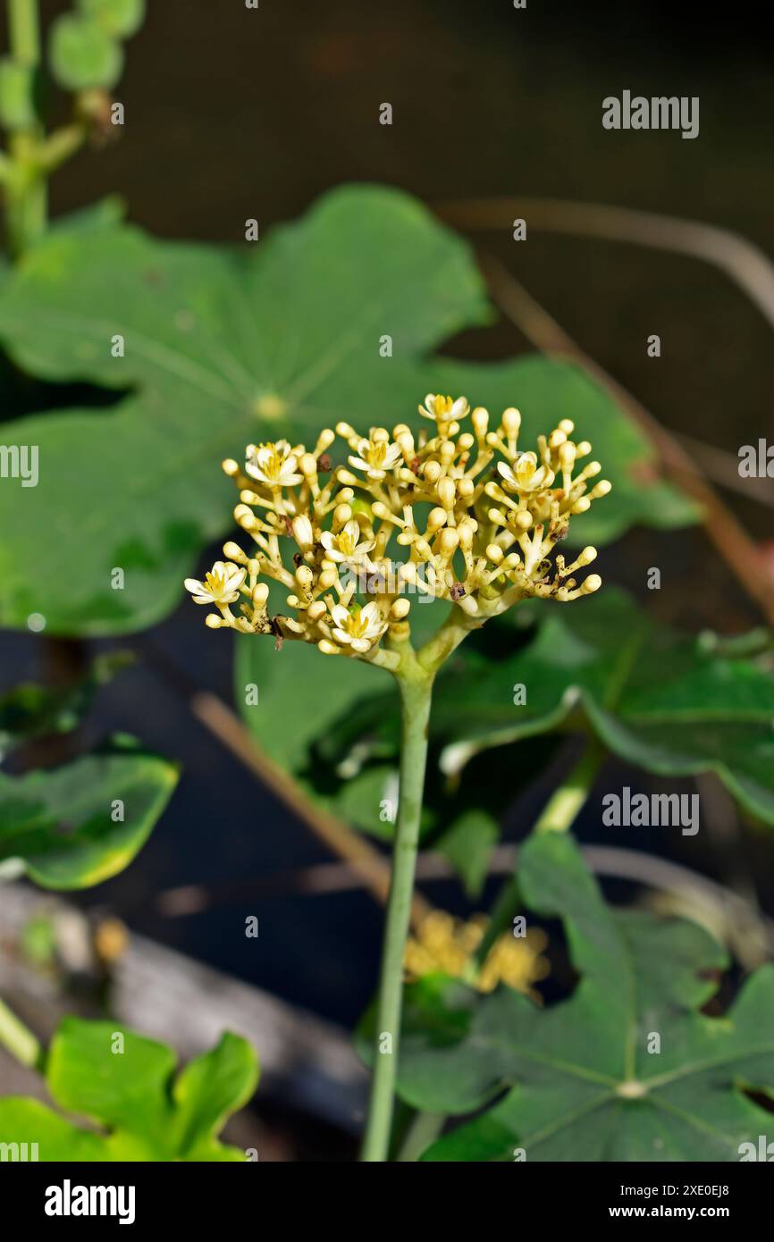Buddha belly plant flowers, (Jatropha podagrica Stock Photo - Alamy