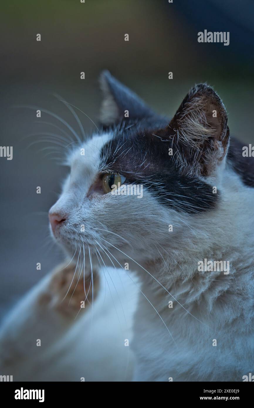 Cat face closeup hi-res stock photography and images - Alamy