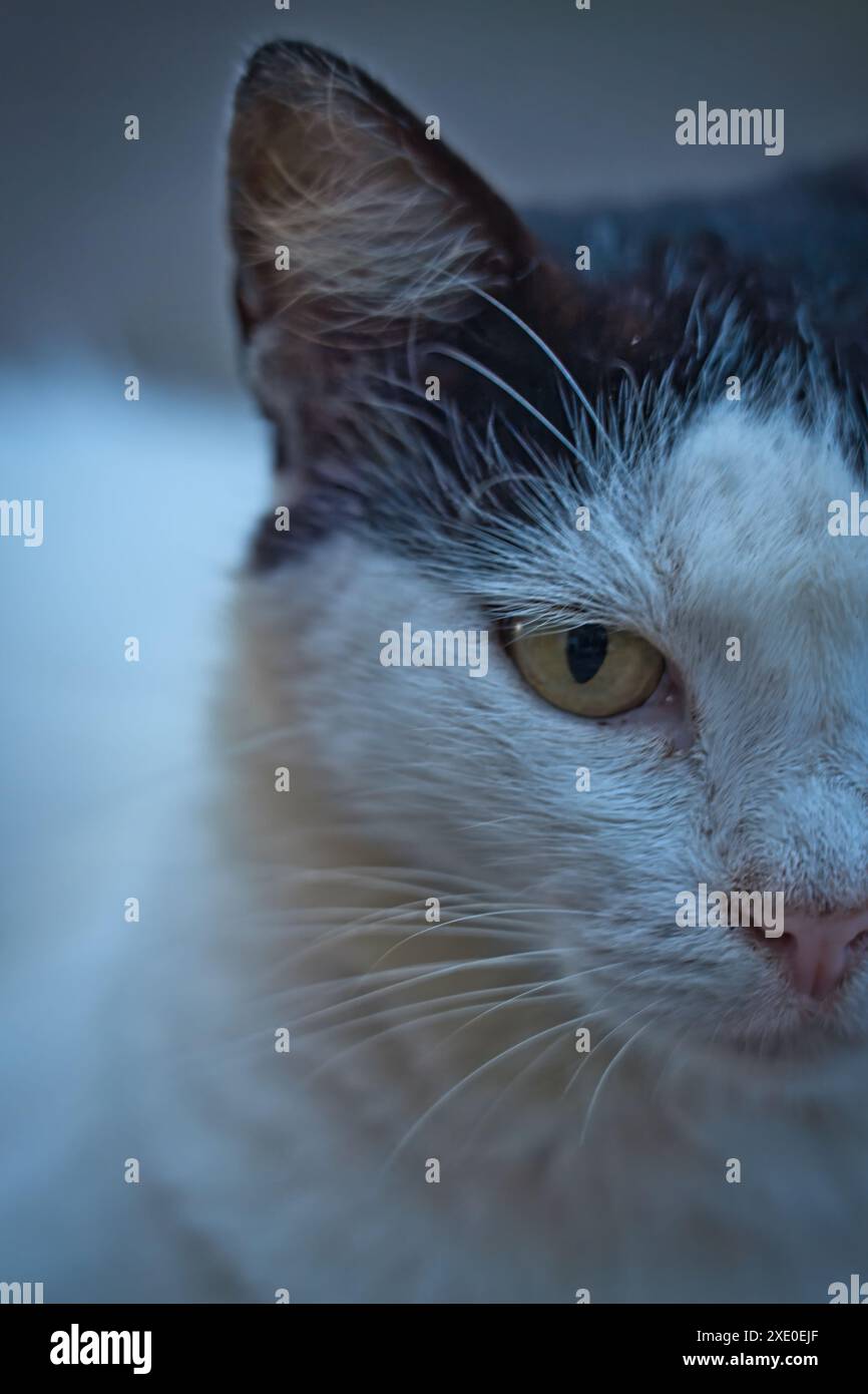 Cat face closeup hi-res stock photography and images - Alamy