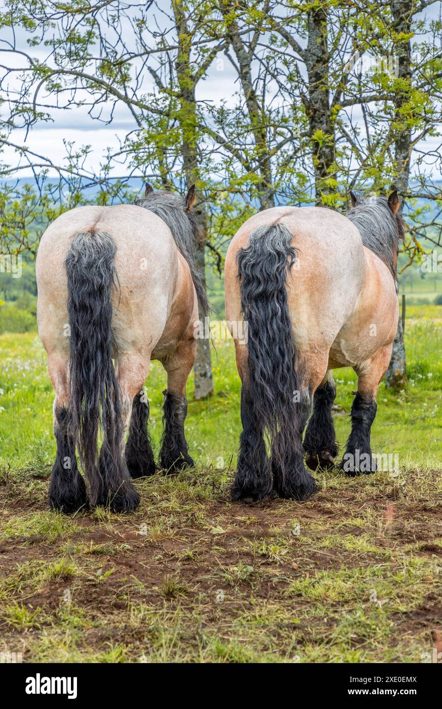 Two cold blooded horses from the backside ona farm in France Stock ...