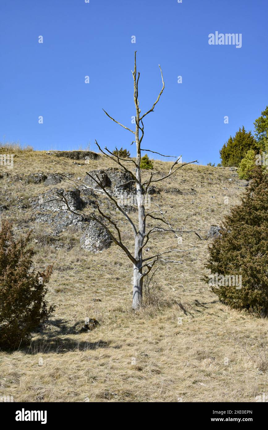 Dead Tree in a dry meadow Stock Photo - Alamy