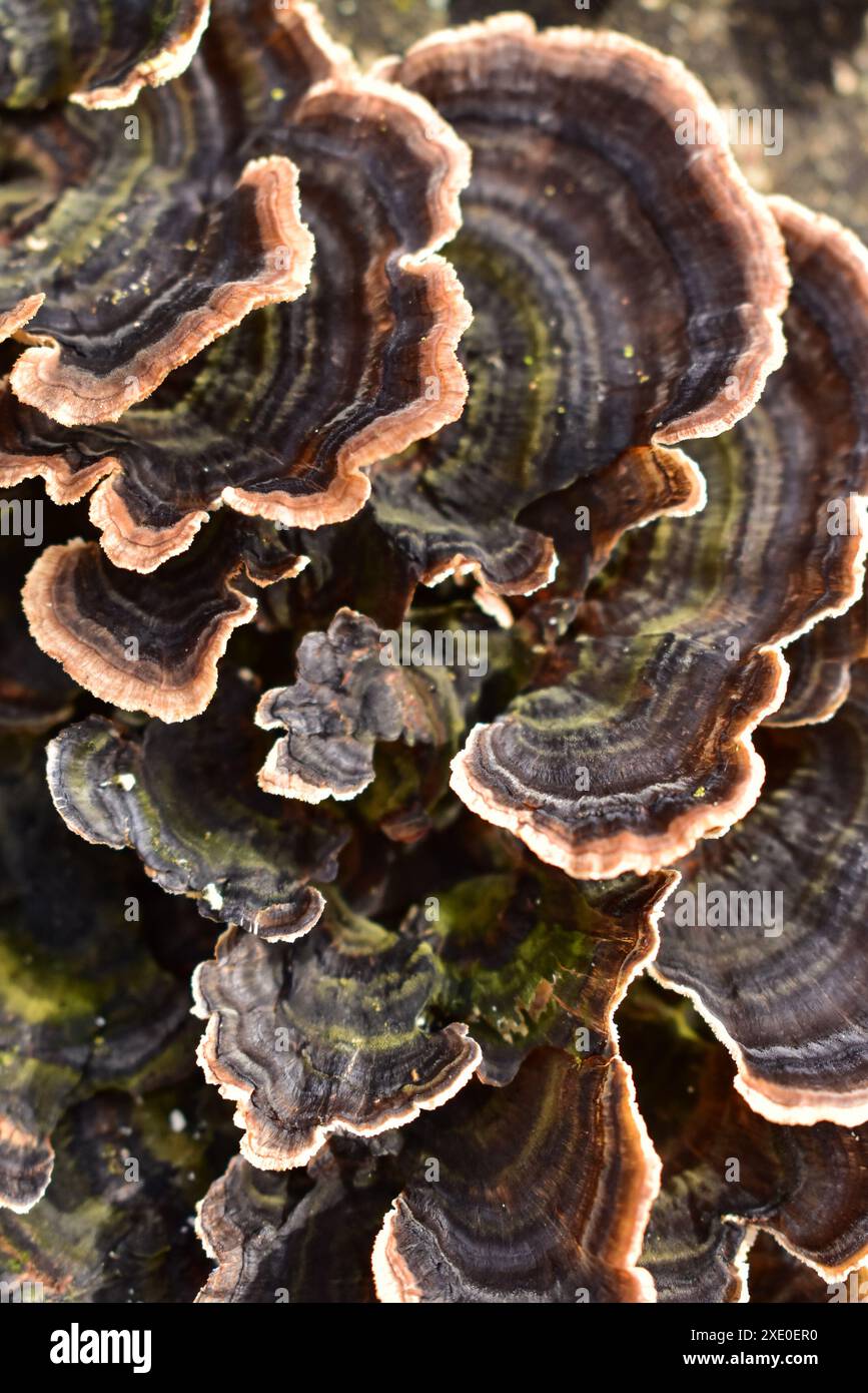 Trametes versicolor, Coriolus versicolor Stock Photo - Alamy