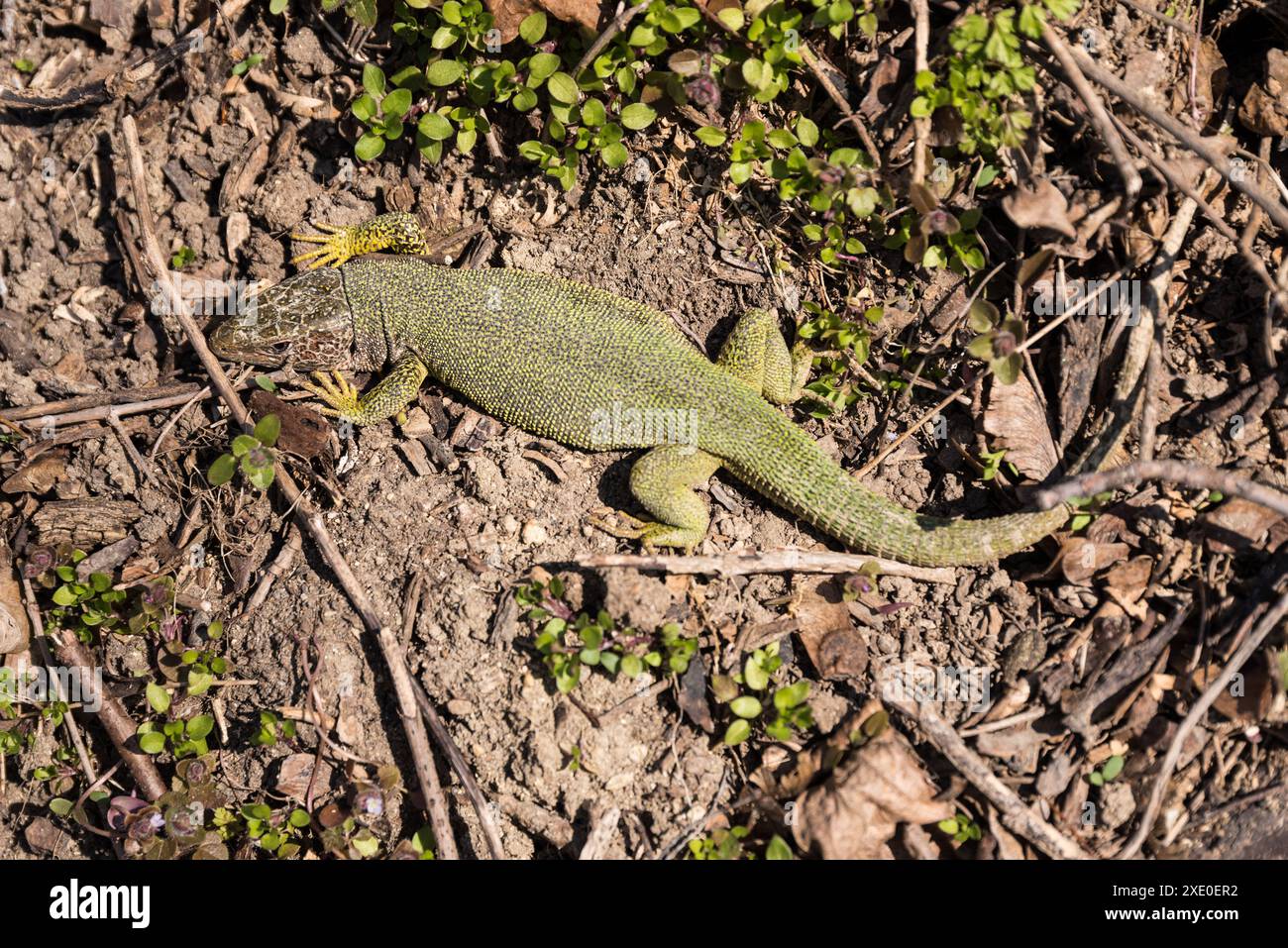 Giant green lizard lies in the sun - reptile lizard Stock Photo - Alamy