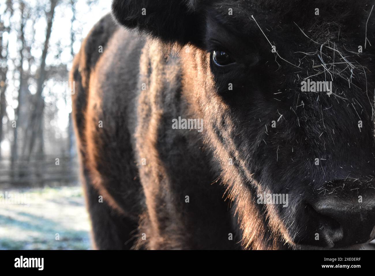 Wild european bison hi-res stock photography and images - Alamy