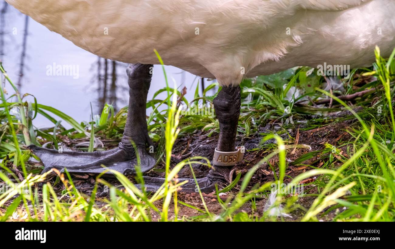 Swan with ringed leg hi-res stock photography and images - Alamy