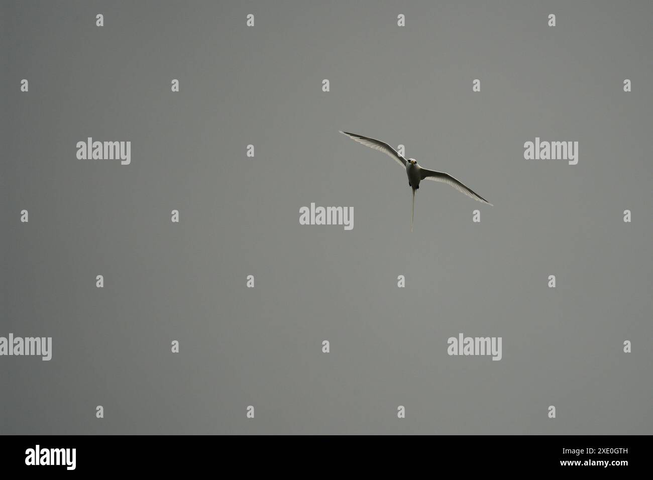 Single White tailed native tropic bird of Seychelles flying on cloudy ...