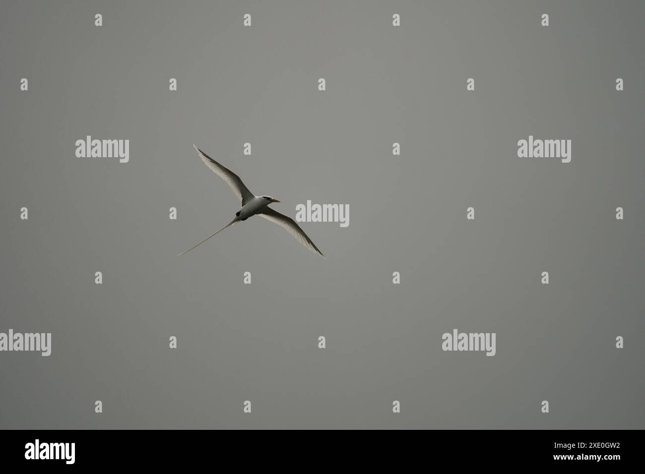 Single White tailed native tropic bird of Seychelles flying on cloudy ...