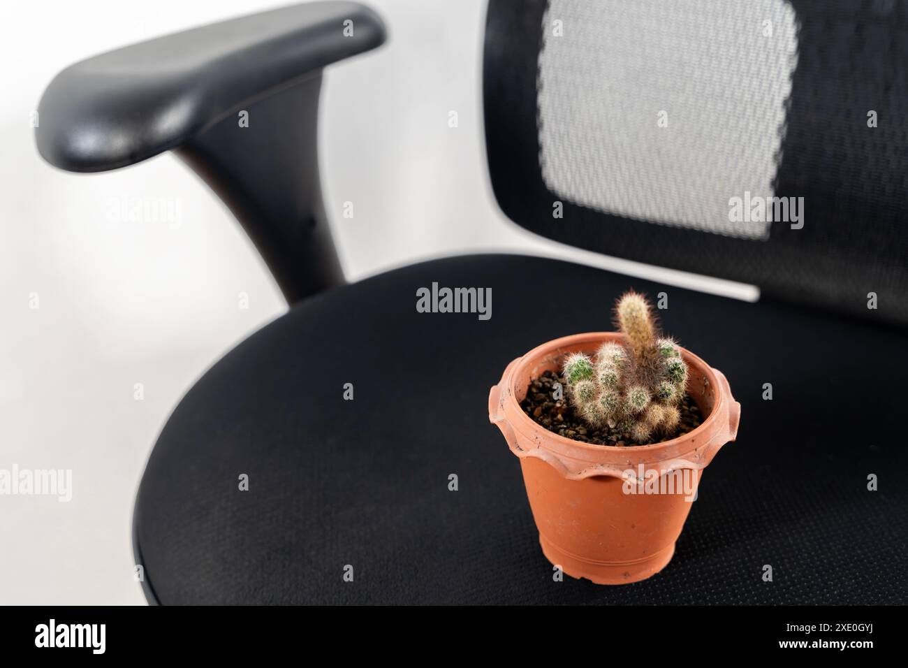 Green cactus in a pot sitting on top of an office chair. The cactus has ...