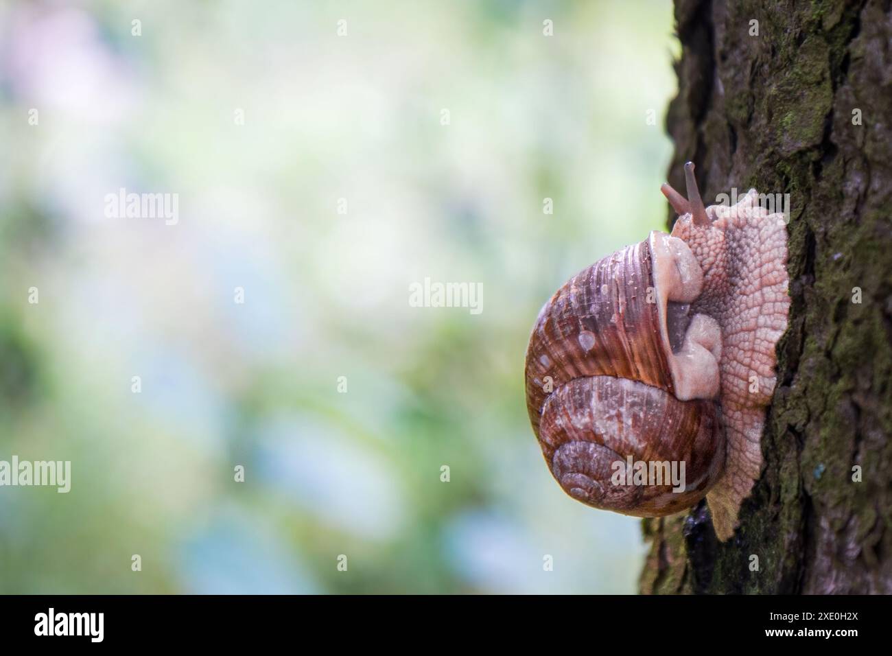 Grape snail crawls up hi-res stock photography and images - Alamy