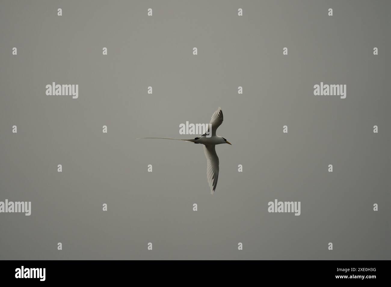 Single White tailed native tropic bird of Seychelles flying on cloudy ...
