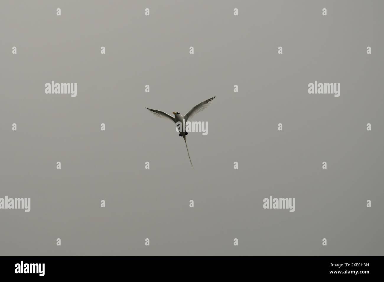 Single White tailed native tropic bird of Seychelles flying on cloudy ...