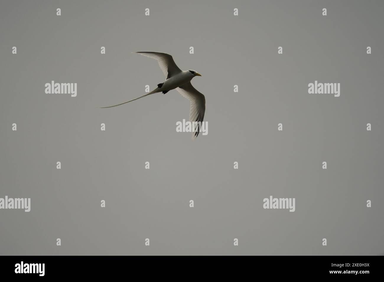 Single White tailed native tropic bird of Seychelles flying on cloudy ...