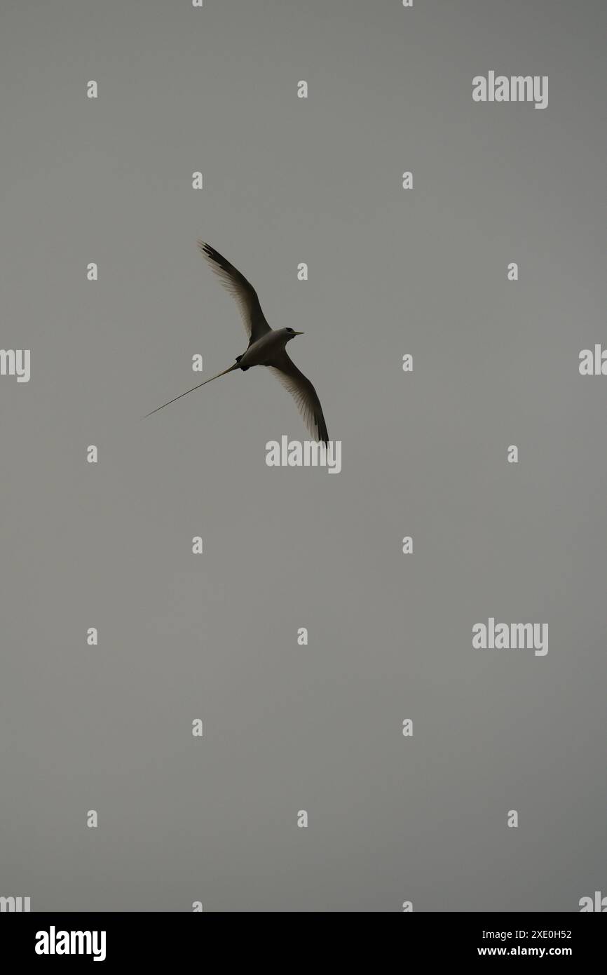 Single White tailed native tropic bird of Seychelles flying on cloudy ...