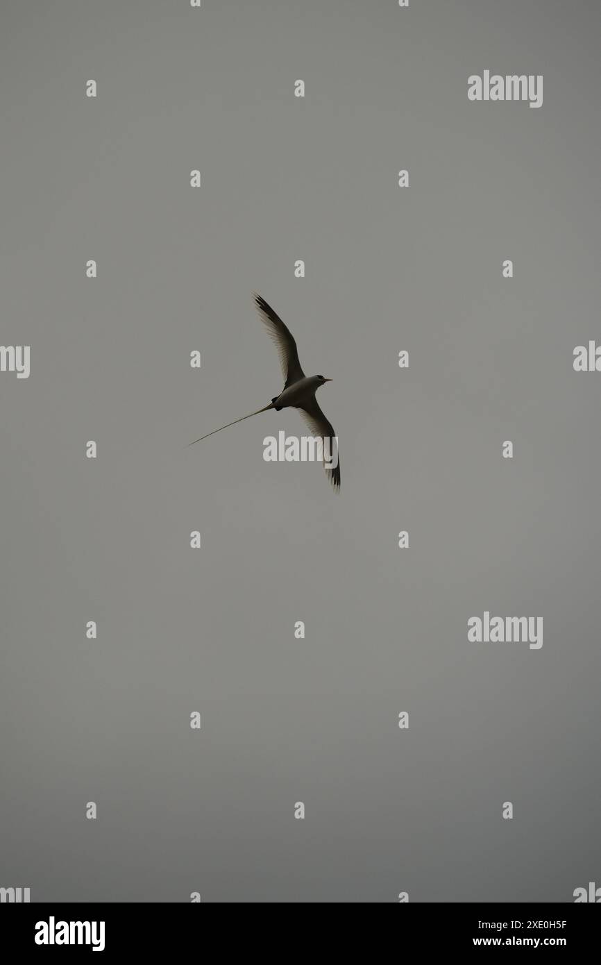 Single White tailed native tropic bird of Seychelles flying on cloudy ...