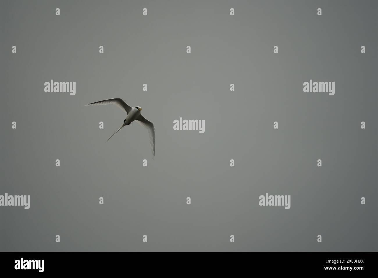 Single White tailed native tropic bird of Seychelles flying on cloudy ...