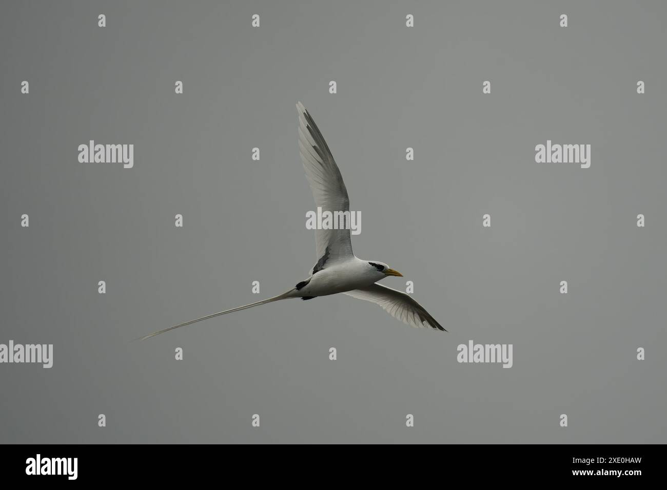 Single White tailed native tropic bird of Seychelles flying on cloudy ...