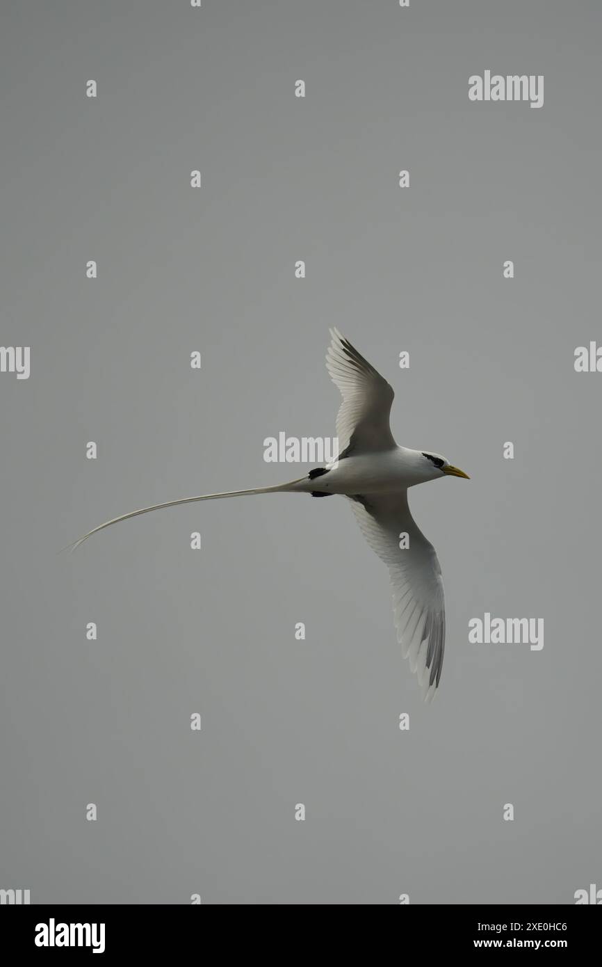 Single White tailed native tropic bird of Seychelles flying on cloudy ...