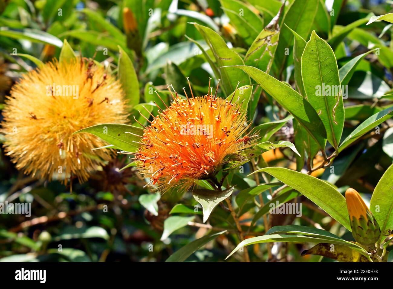 Stifftia stifftia chrysantha flower hi-res stock photography and images ...