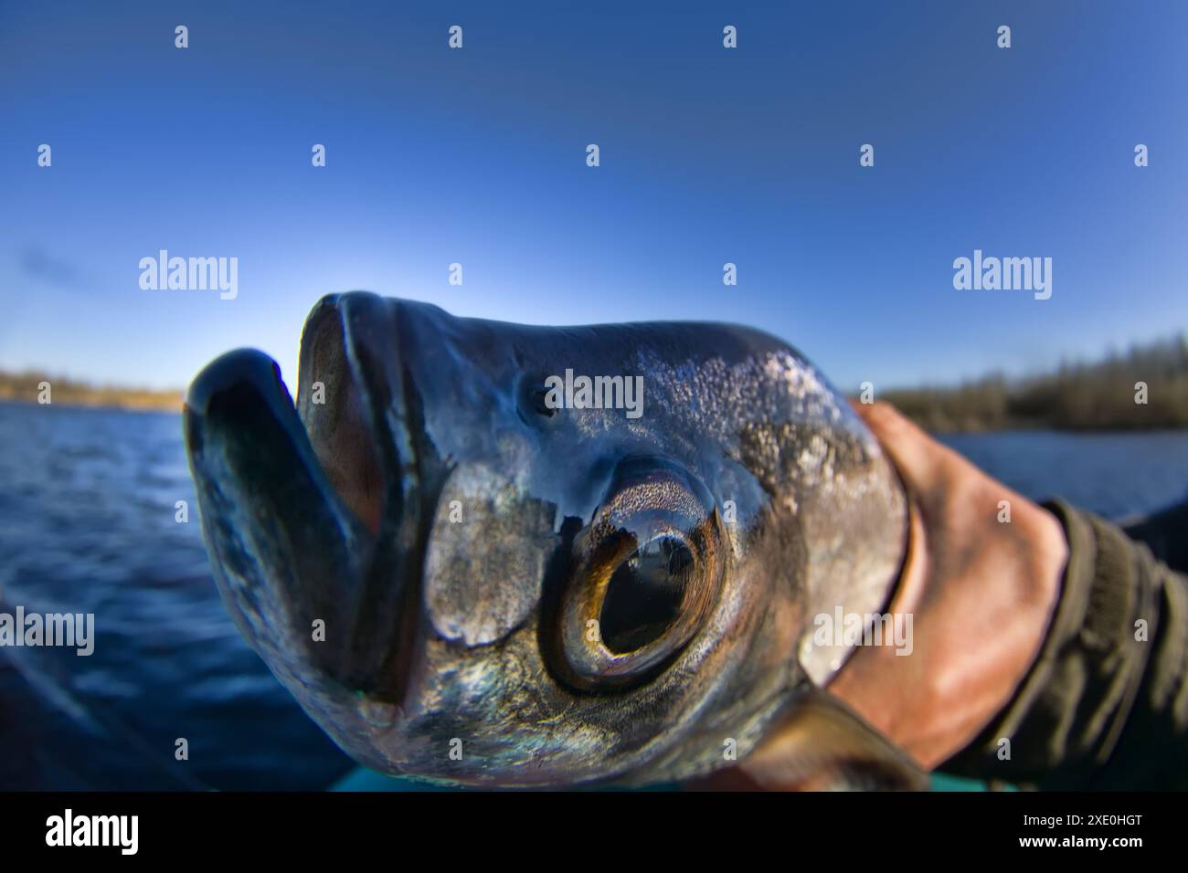 Sabrefish was caught from northern river Stock Photo - Alamy