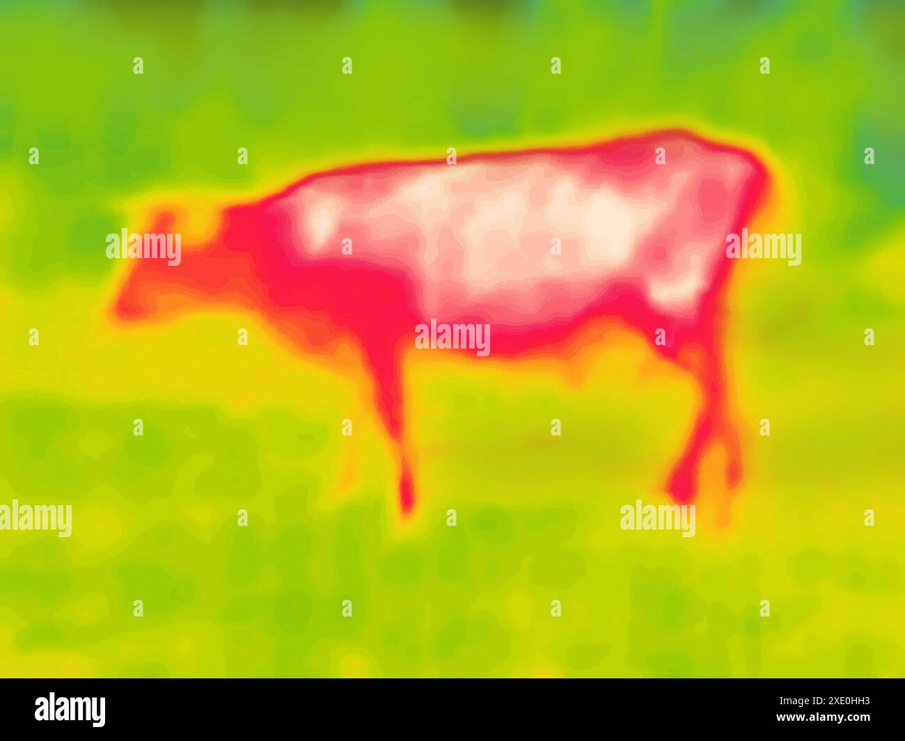 Heat detector cow hi-res stock photography and images - Alamy