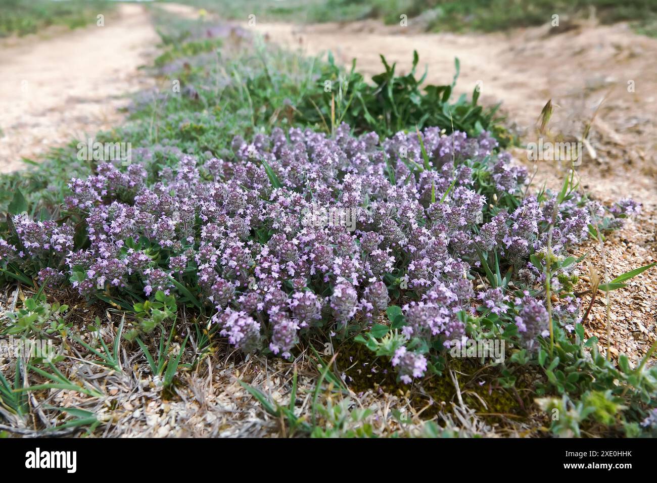 Creeping thyme (Thymus serpyllum Stock Photo - Alamy