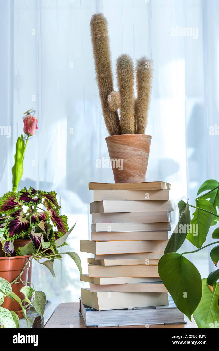 Handmade indoor flower bench and flower staircase with cactus and ...