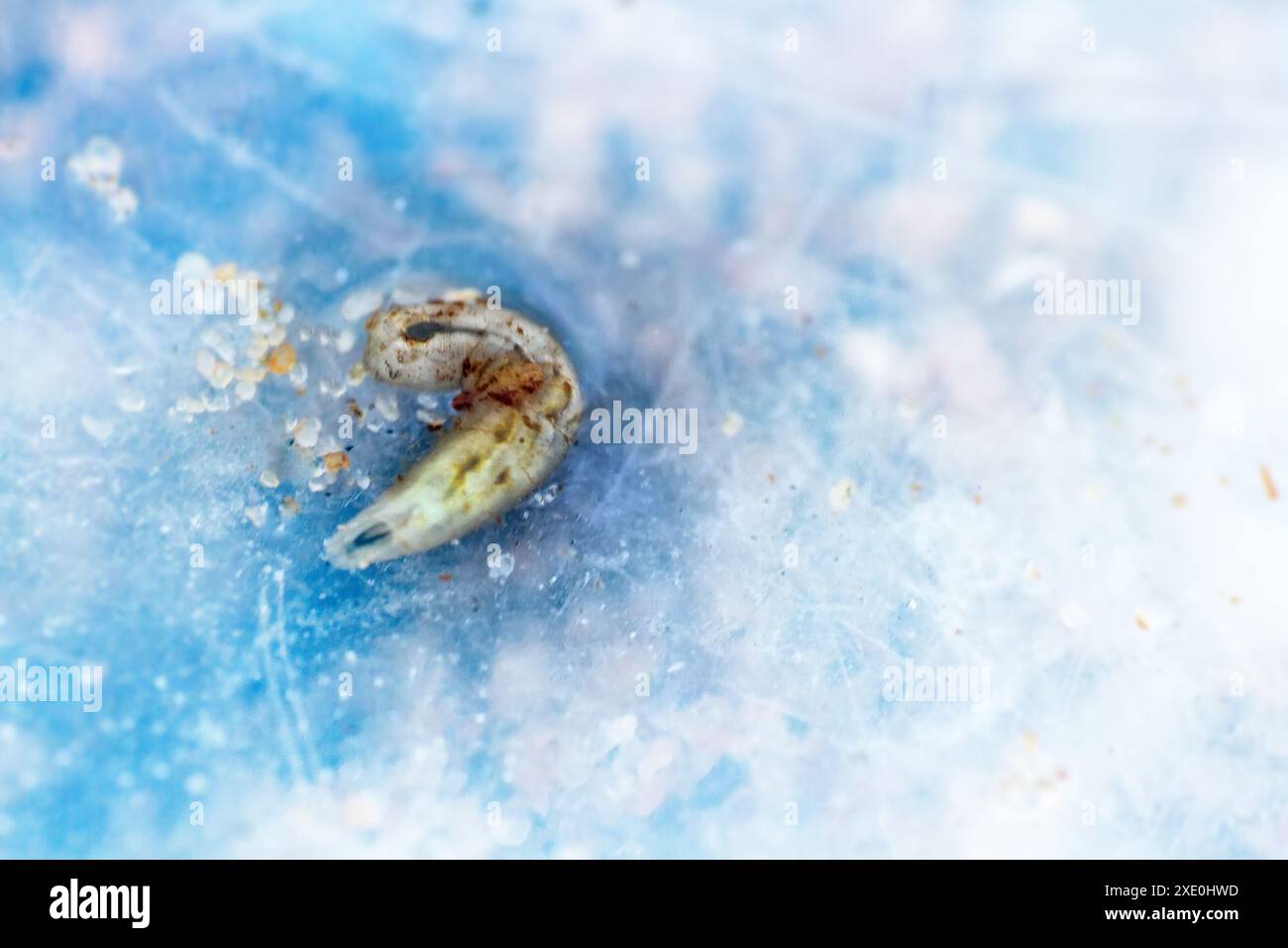 Musca domestica pupa hi-res stock photography and images - Alamy