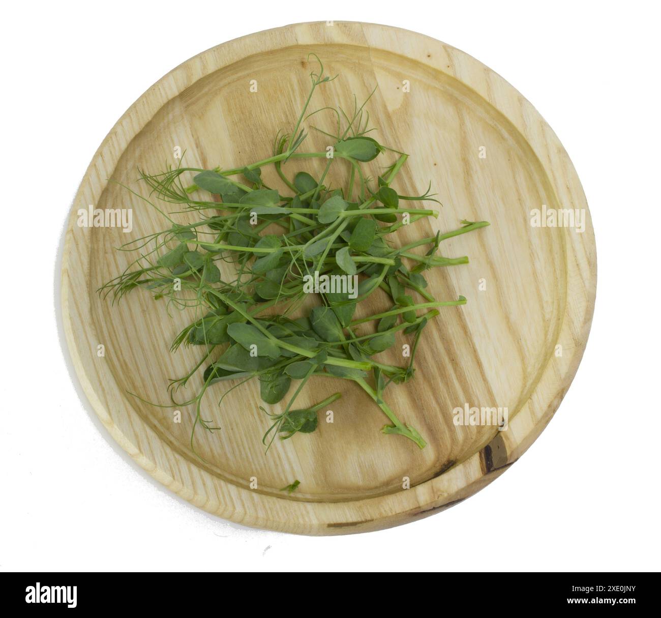 Green cotyledon Cut Out Stock Images & Pictures - Alamy