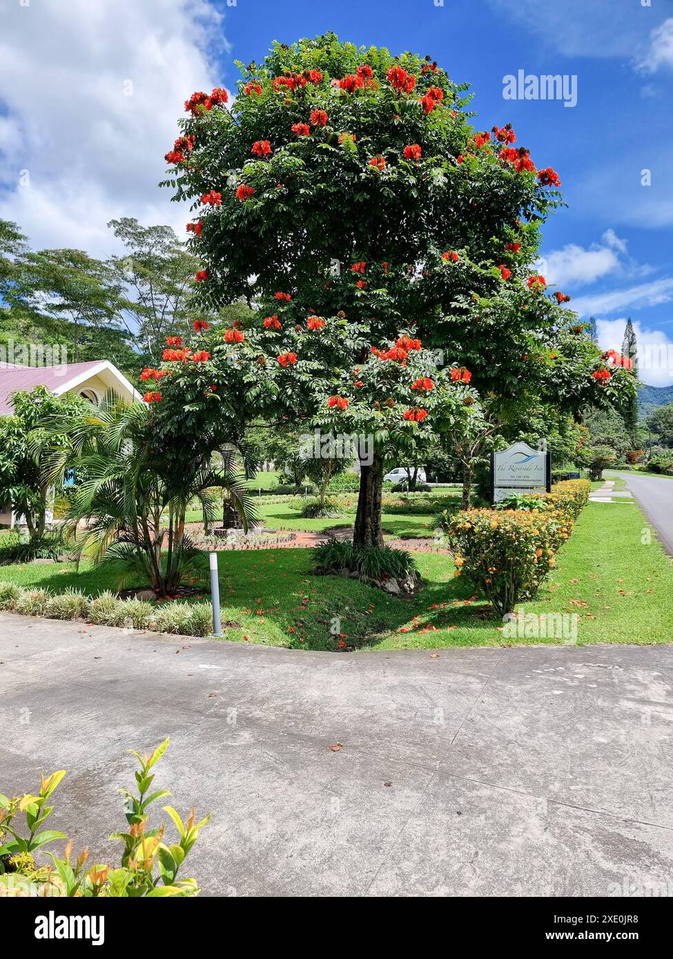 Guayacan tree hi-res stock photography and images - Alamy