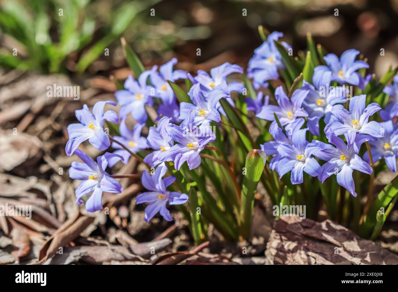 Blooming beautiful blue Chionodoxa flowers in spring garden Stock Photo ...