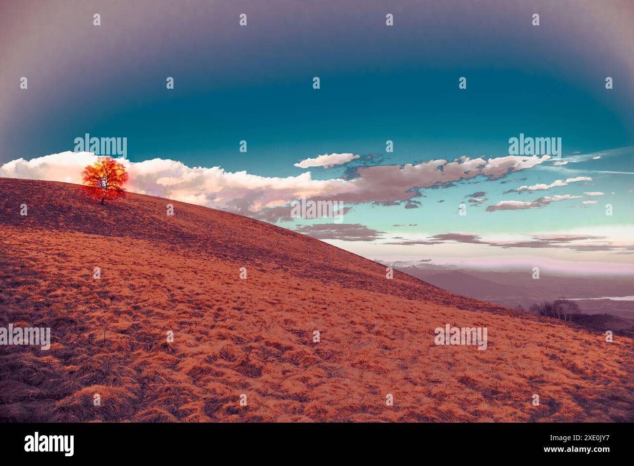 Tree in solitude on hi-res stock photography and images - Alamy