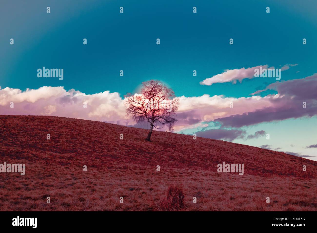 Tree in solitude on hi-res stock photography and images - Alamy